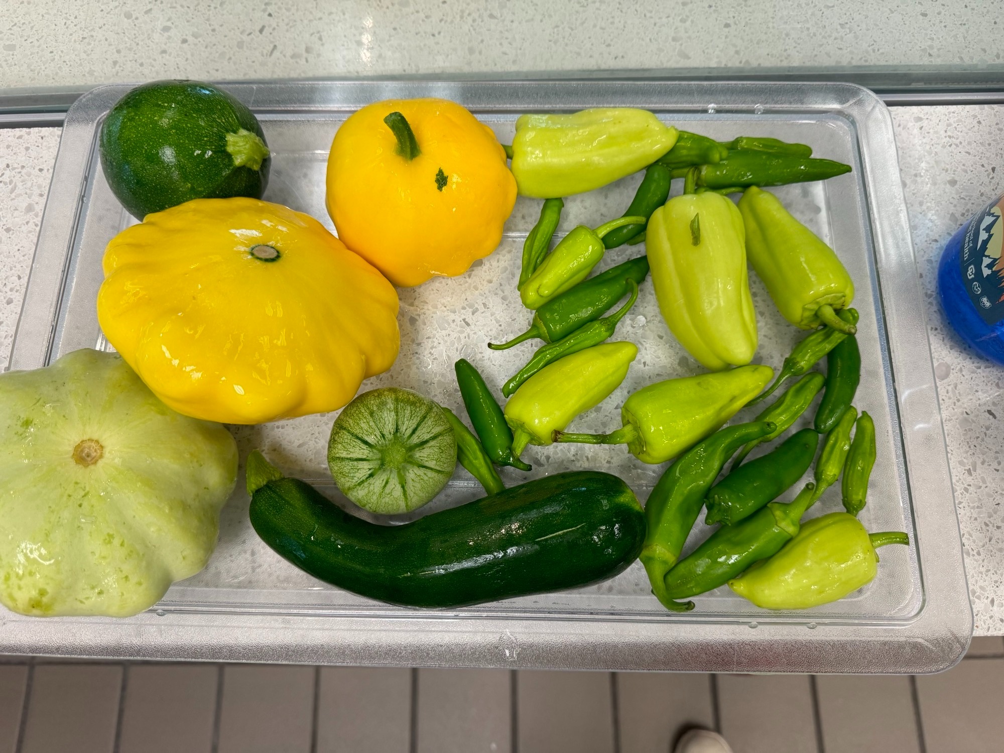 Fresh Squash and Peppers from AHWC's Green Roof