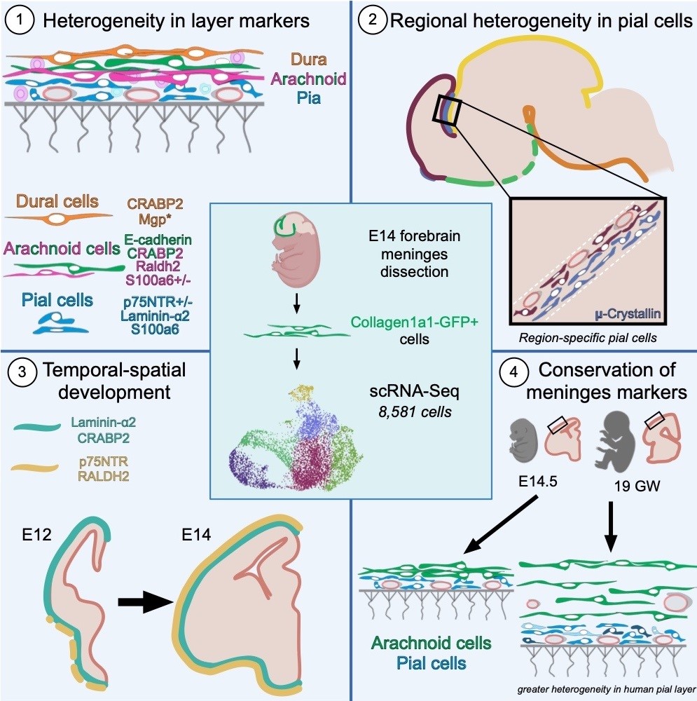Developmental Biology - University of Colorado Department of Pediatrics